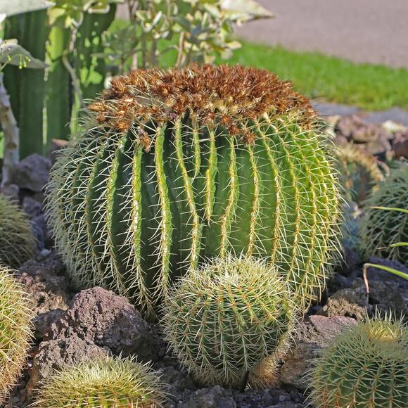 Cactus Logic: How Spines, Slime, and Shape Beat the Desert Heat - NewsBreak