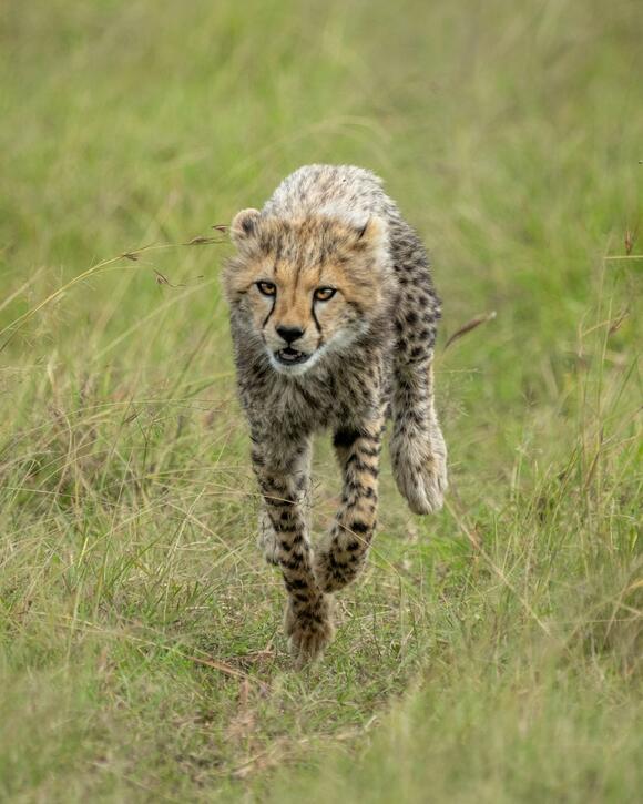 Meet the Amur Leopard — The World’s Rarest Big Cat (with Fewer Than 100 ...