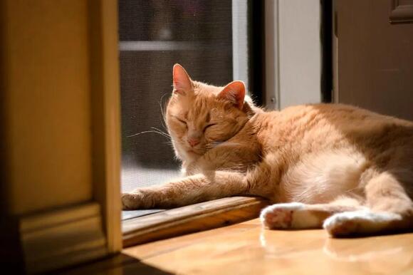Your Cat’s Secret Schedule: The Method Behind Their Seemingly Random ...
