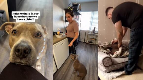 Video Shows Rules Owners Have to Follow Around Their Pit Bull - NewsBreak