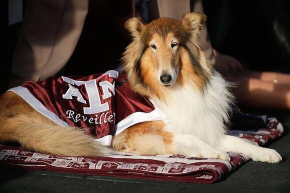 Meet The Iconic Live Animal Mascots Of College Football - NewsBreak