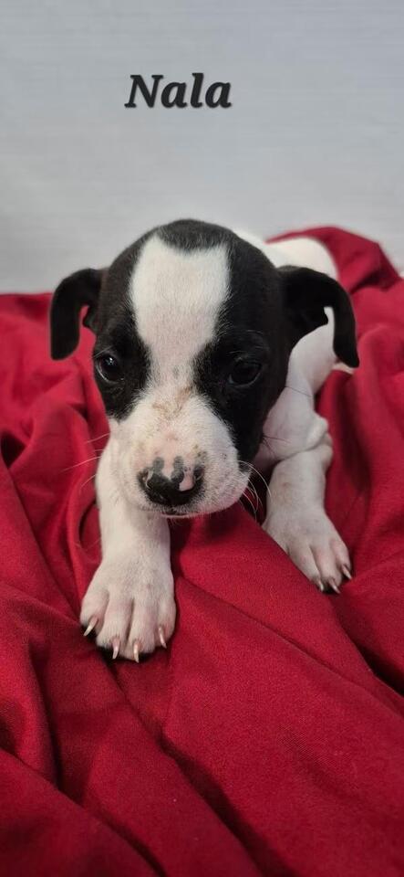 🐶 Playful Terrier Puppies Ready for Adoption in Morristown - NewsBreak