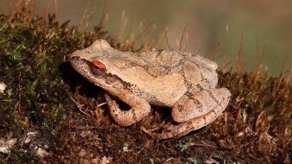 Creatures That Call the Great Lakes Region Home - NewsBreak