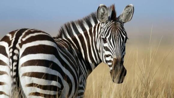 The Lifespan of a Wild Zebra—and What Threatens It - NewsBreak