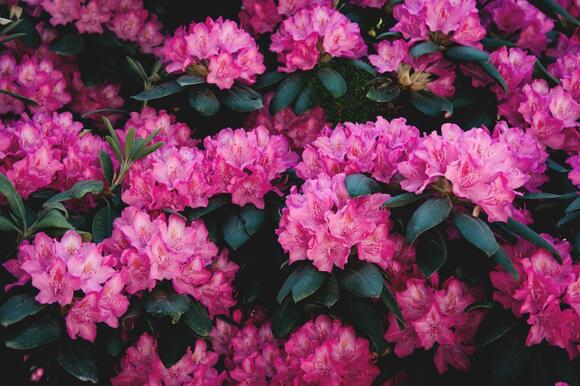 The History Behind Washington's State Flower: Coast Rhododendron ...