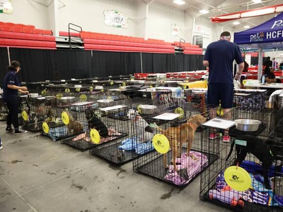 Forever homes: 300+ loving dogs seek homes at mega adoption event in ...