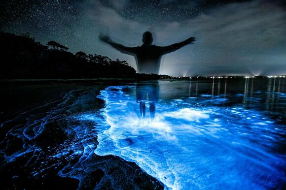 The Enchanting World of Bioluminescence Natures Glowing Wonders - NewsBreak