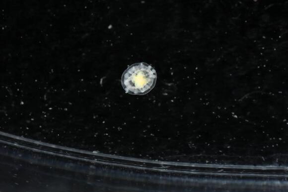 Jellyfish That Never Die: The Secret of the Immortal Turritopsis ...