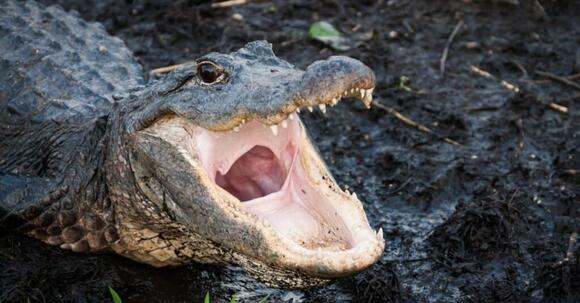 How Old is the World’s Oldest Alligator?
