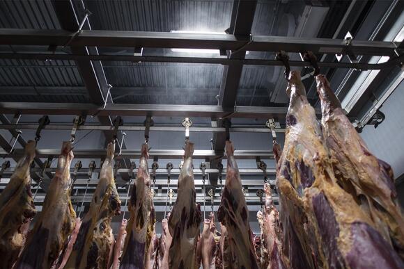 Investigation probes truck driver’s alleged inhumane treatment of pigs ...