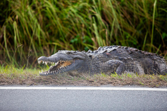 How Crocodiles “Parent” Their Young—and Why It’s Surprisingly Gentle ...