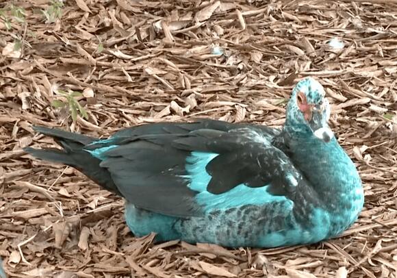 São Paulo’s Blue Wildlife As A Result Of A Chemical Spill - NewsBreak