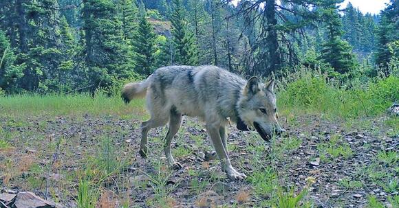 UPDATE: Southwest Wash. no longer has a wolf pack - NewsBreak