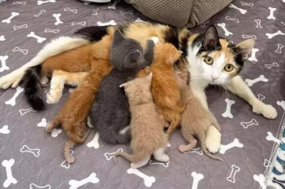 Cat mom arrives at shelter with just one kitten – what happens next ...