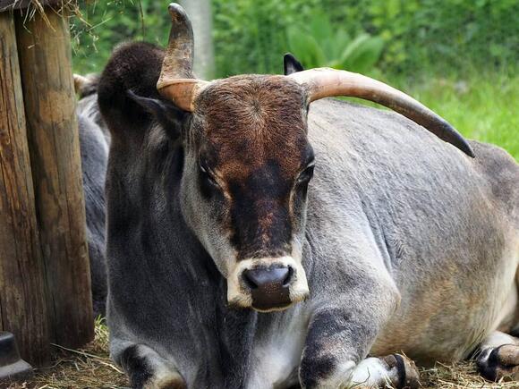 13 Countries Where Eating Beef Is a Cultural Taboo - NewsBreak