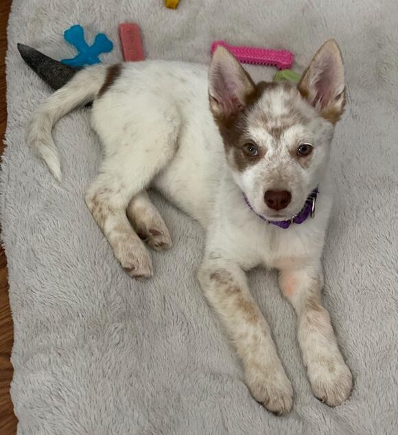 Massachusetts Rescue Shares Dog Who Is Still Searching For Forever ...