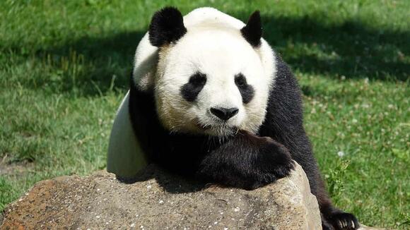 How Giant Pandas Communicate Without Making a Sound - NewsBreak