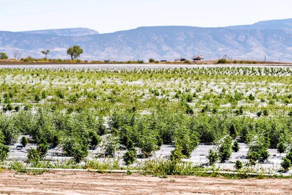 Colorado Weed Recall: How To Check If Yours Is Affected - NewsBreak