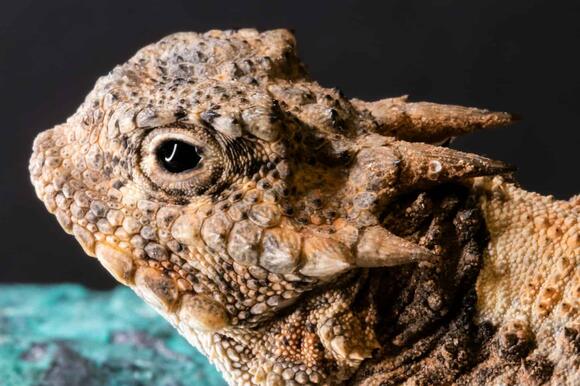 This Lizard Shoots Blood From Its Eyes - NewsBreak