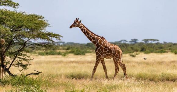 The 10 Most Forgetful Animals With the Worst Memory - NewsBreak