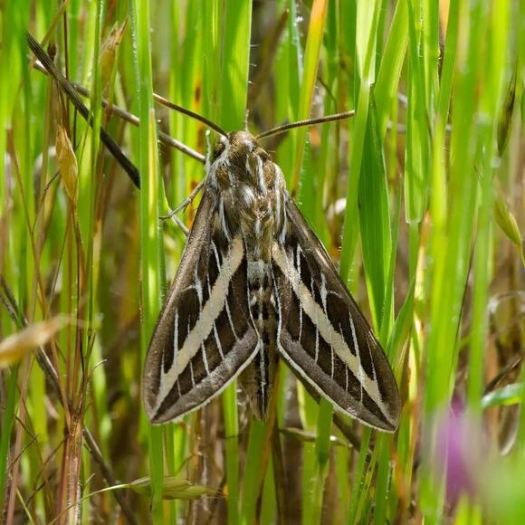 25 Moths You Can Spot in Alaska’s Wilderness - NewsBreak