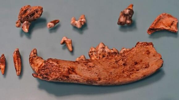 Ancient DNA suggests dogs lived alongside Ice Age humans earlier than ...