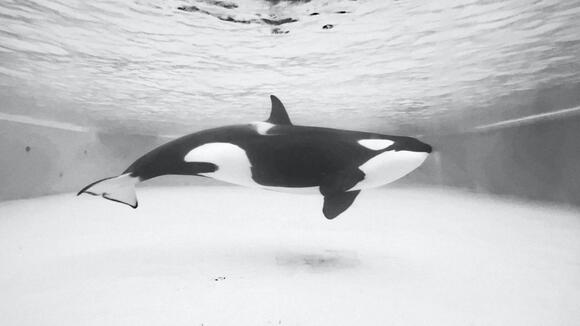 Orca Lures Birds With Fish For A Sneaky Meal - NewsBreak