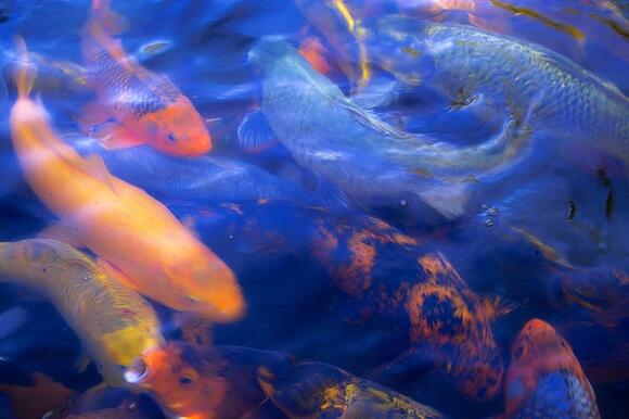 The Magic Fish That Grants Wishes in European Fairy Tales - NewsBreak