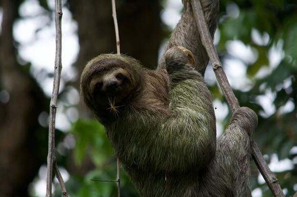 13 Reasons Sloths Are Nature’s Most Unique Mammals - NewsBreak