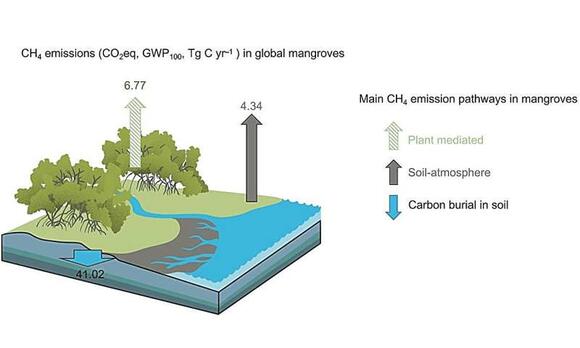 Offsetting blue carbon benefits: Mangrove tree stems identified as ...