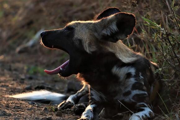 The African Lion Vs. Cape Wild Dog - NewsBreak