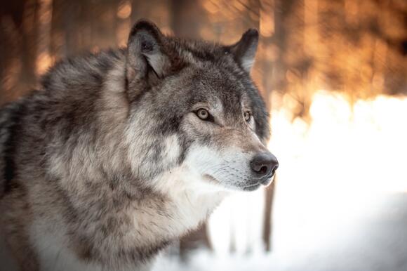 What to Do If You See a Wolf in Your Backyard - NewsBreak