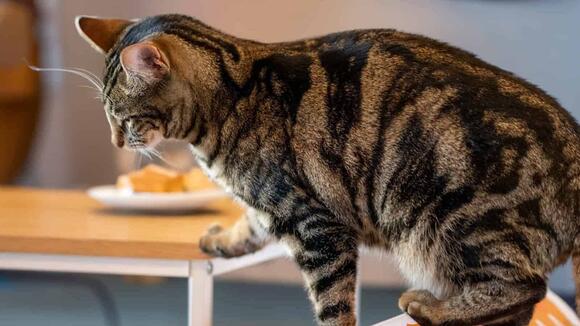 The Real Reason Cats Knock Things Off Tables - NewsBreak