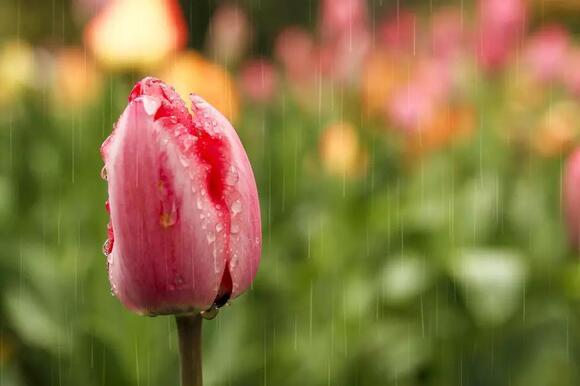 The Truth About How Minnesota Trees Survive Cold Temperatures - NewsBreak