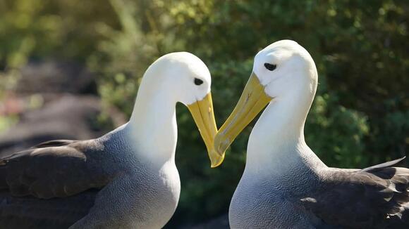 15 Incredibly Loyal Animal Species That Form Lifetime Bonds - NewsBreak