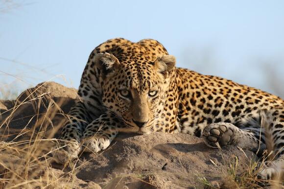 In the Eyes of a Leopard — What Their Gaze Reveals About the Wild ...