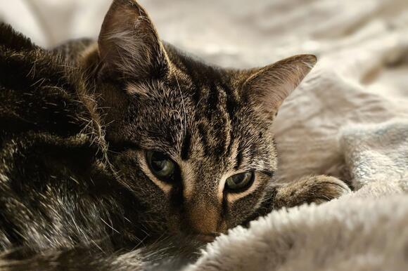 Tabby Cat Named 'Drifter' Rescued After Getting Trapped in a Sewer for Weeks - NewsBreak