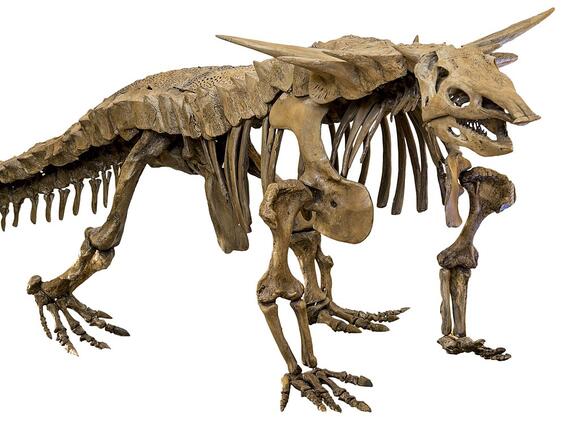 Desmatosuchus: The Armored Archosaur That Ruled Triassic Texas - NewsBreak
