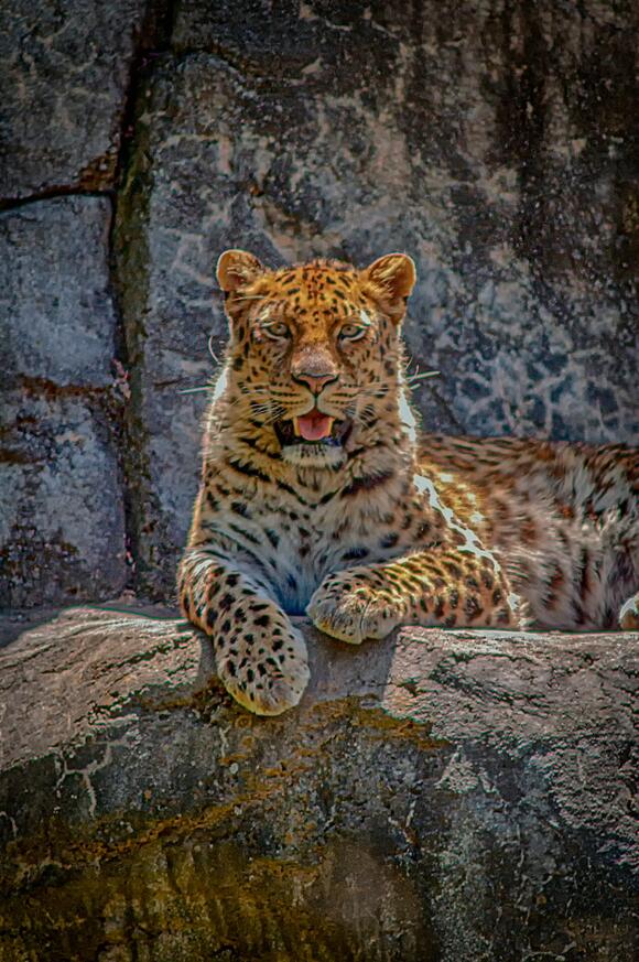 Meet the Ghost of the Jungle: The Elusive Clouded Leopard in Photos ...