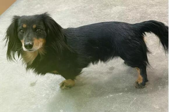 Meet The Adorable Pups Running in Sioux Falls Wiener Dog Races - NewsBreak
