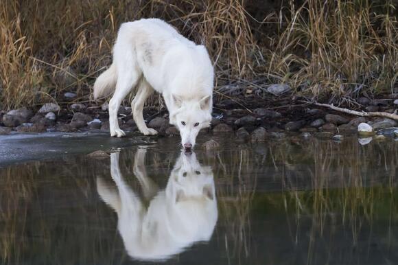Why Some Wolves Are Now Fishing in Alaska - NewsBreak
