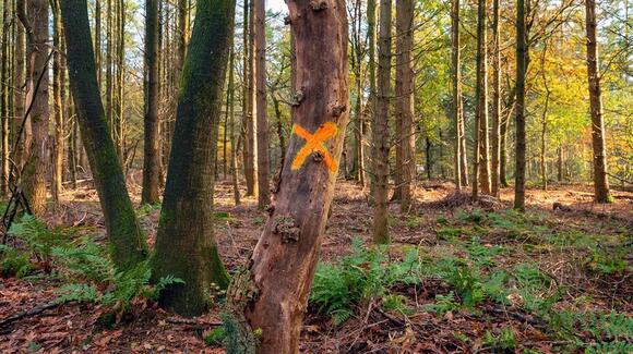Here's What An X, A Circle, A Dot And Other Symbols Painted On Trees Mean