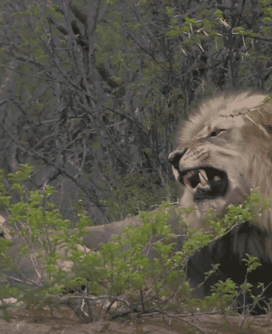 Lion Cubs Meet their Father for the First Time - NewsBreak