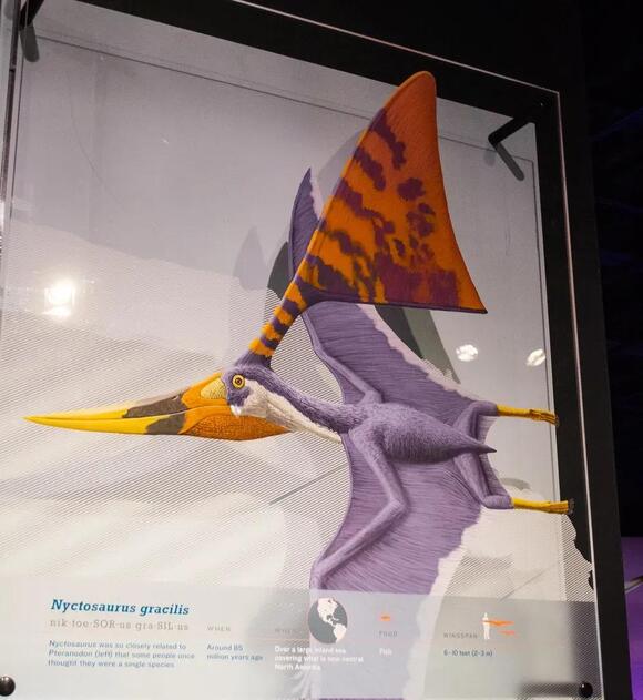 8 Stunning Prehistoric Creatures That Once Ruled the Skies Over Montana ...