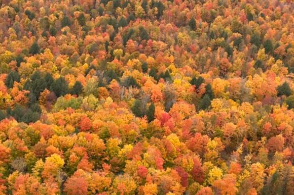 See Michigan’s Fall Colors From The World’s Tallest Outdoor Staircase ...