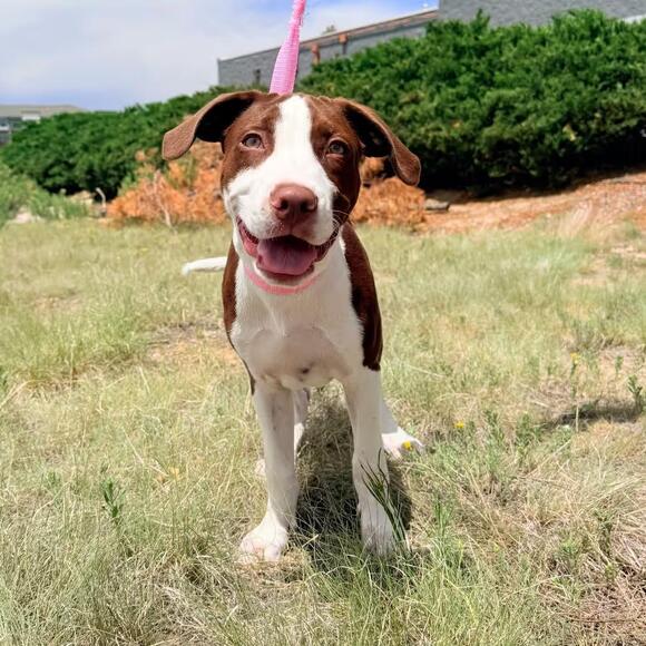 🐶 Playful, Gentle & Loyal Dogs Ready for Adoption in Parker - NewsBreak