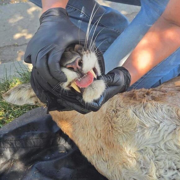 Mountain lion captured after sighting in Hanford - NewsBreak