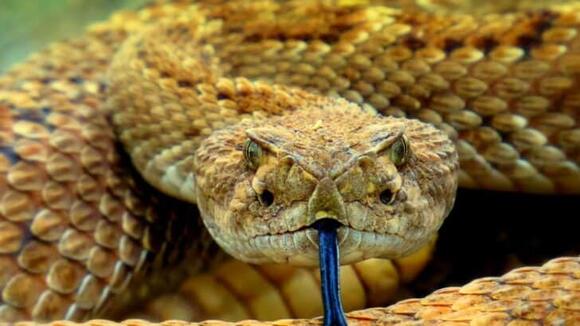 11 Snakes Known for Their Unique Hunting Techniques - NewsBreak
