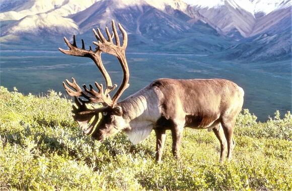 The Top 10 Tundra Animals - NewsBreak
