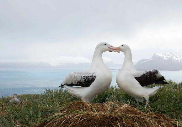 20 Fascinating Animal Mating Rituals That Will Surprise You - NewsBreak
